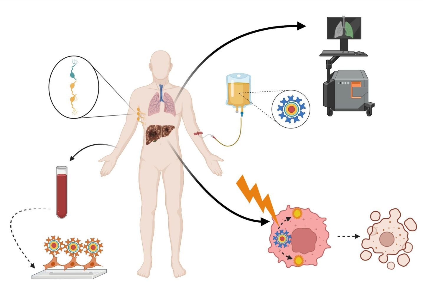 Biomedical Applications Of Quantum Dots IJN