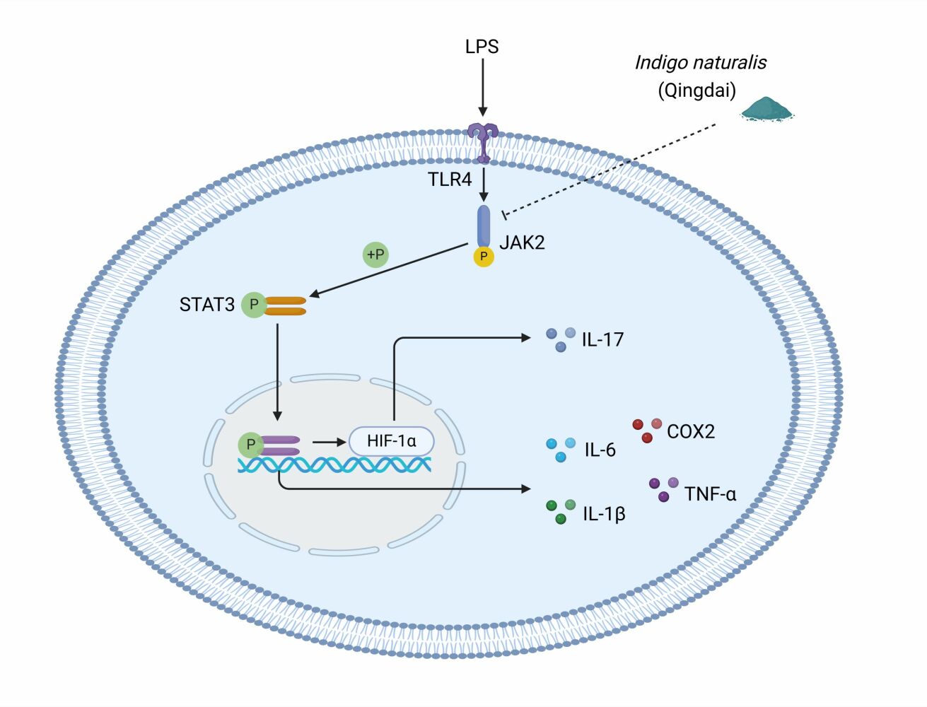 Mechanism of Qingdai in Alleviating Acute Lung Injury by Inhibiting th ...